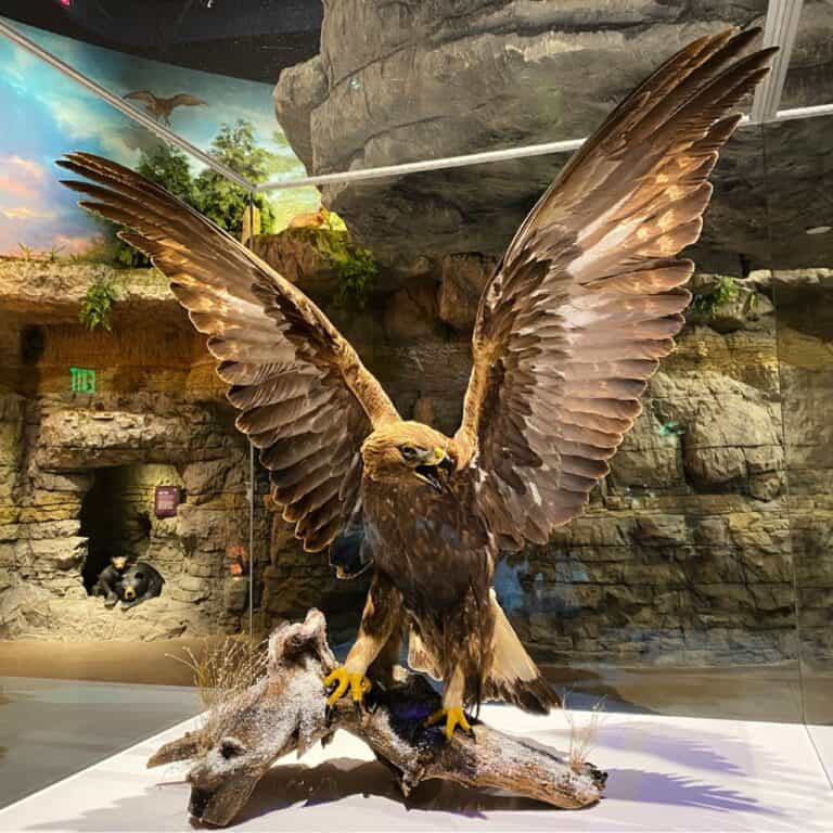 15 Best Things To Do In Decatur (AL) - The Crazy Tourist