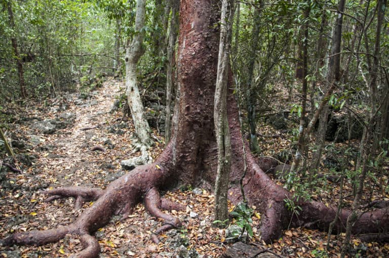 15 Best Things to Do in the Cayman Islands - The Crazy Tourist