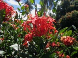 15 Best Things to Do in St. Lucia - The Crazy Tourist