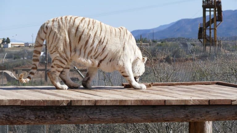 15 Best Small Towns to Visit in Arizona - The Crazy Tourist