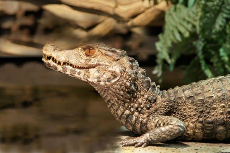 15 Best Things to Do in Breda (the Netherlands) - The Crazy Tourist