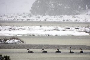 15 Best Places to Visit in Tasmania (Australia) - The Crazy Tourist