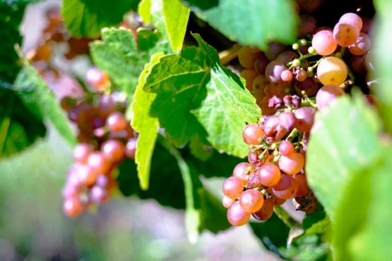 15 Best Things to Do in Saint-Louis (France) - The Crazy Tourist