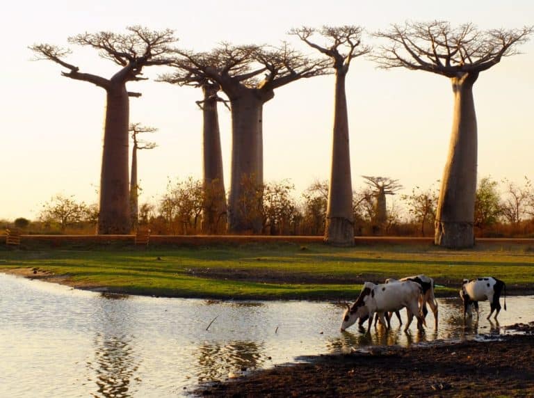 15 Best Places to Visit in Madagascar - The Crazy Tourist