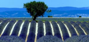 15 Best Things to Do in Manosque (France) - The Crazy Tourist