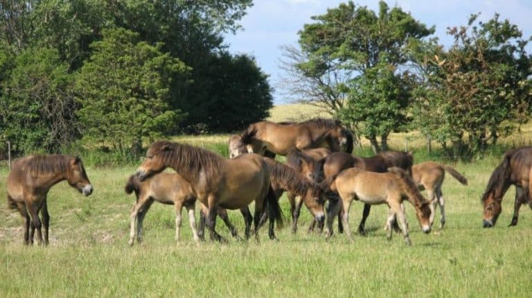 25 Best Things To Do In Denmark - The Crazy Tourist