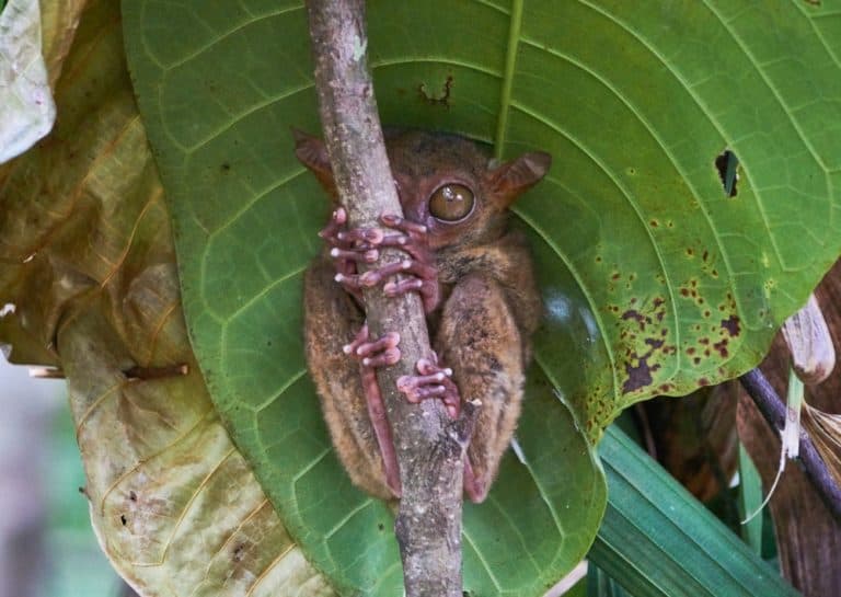 25 Best Things to Do in Bohol (the Philippines) - The Crazy Tourist