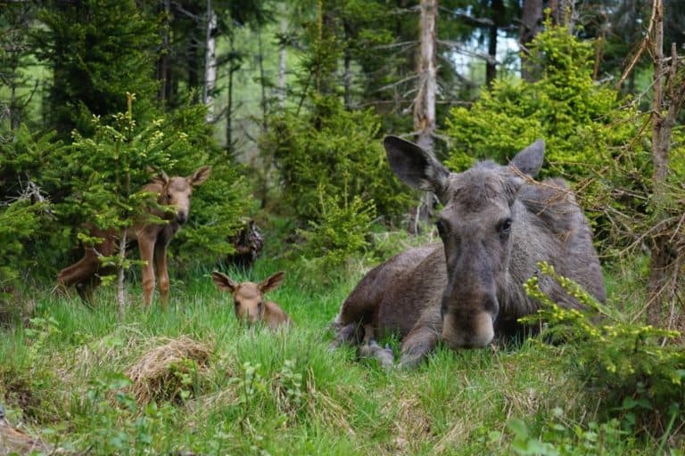 15 Best Things to Do in Gävle (Sweden) - The Crazy Tourist