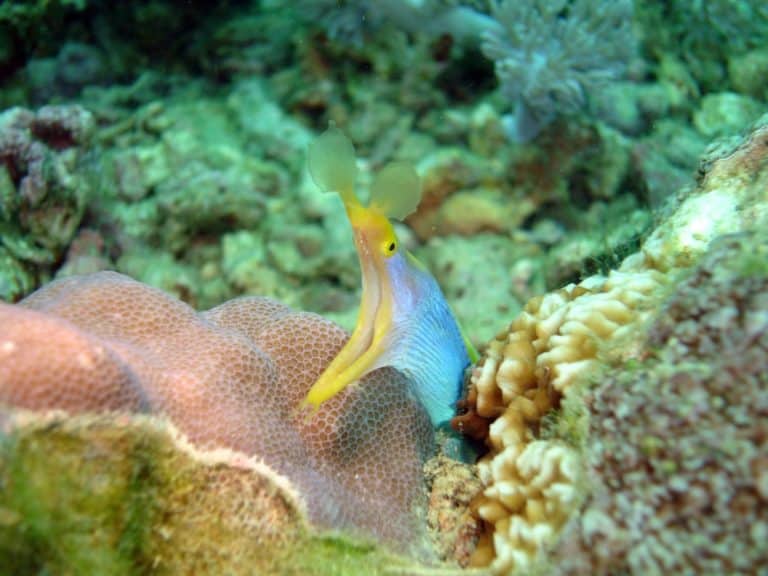 15 Best Things to Do in Mindoro (the Philippines) - The Crazy Tourist