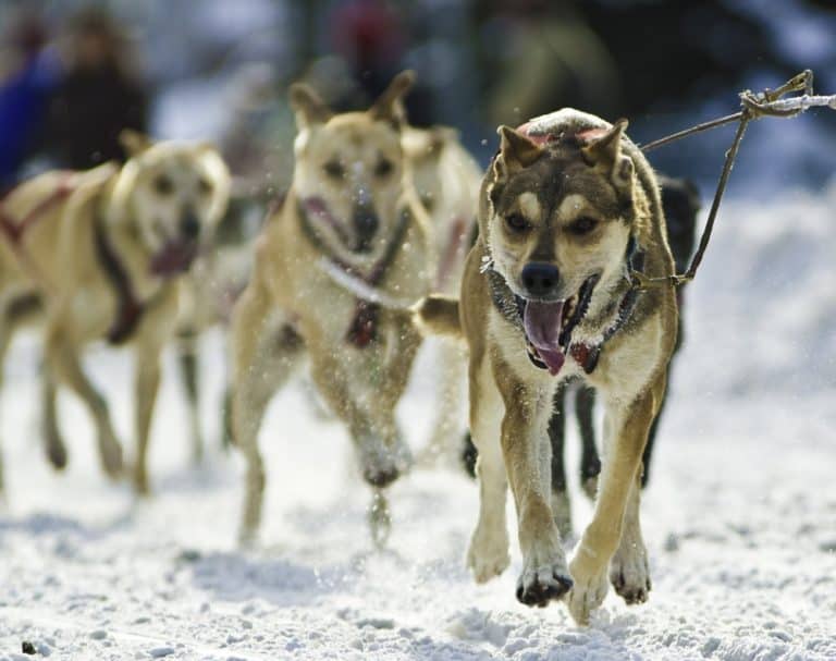 15 Best Day Trips from Anchorage - The Crazy Tourist