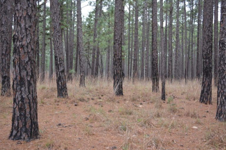 15 Best Day Trips from Dallas - The Crazy Tourist