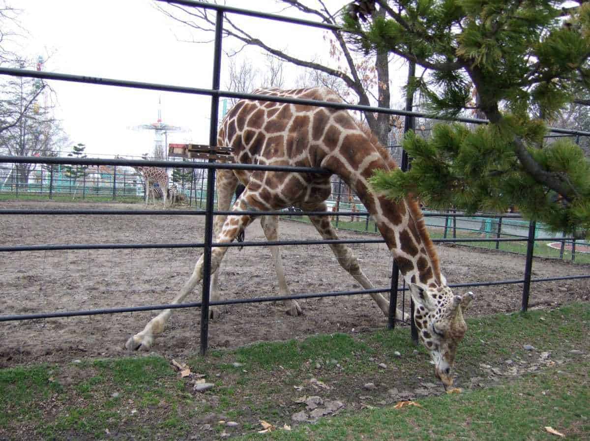 15 Best Things to Do in Obihiro (Japan) - The Crazy Tourist