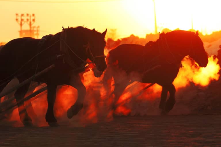 15 Best Things to Do in Obihiro (Japan) - The Crazy Tourist