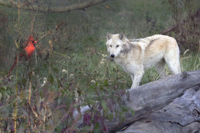 15 Best Day Trips from Indianapolis - The Crazy Tourist