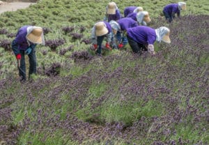 25 Best Things to Do in Furano (Japan) - The Crazy Tourist