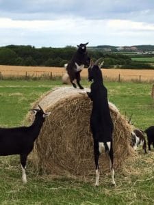 15 Best Things to Do in Filey (Yorkshire, England) - The Crazy Tourist