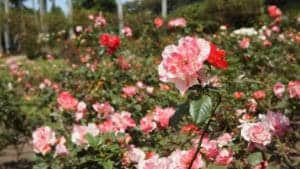 25 Best Things to Do in Bogotá (Colombia) - The Crazy Tourist