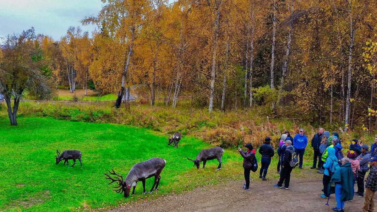 15 Best Things to Do in Fairbanks (Alaska) - The Crazy Tourist