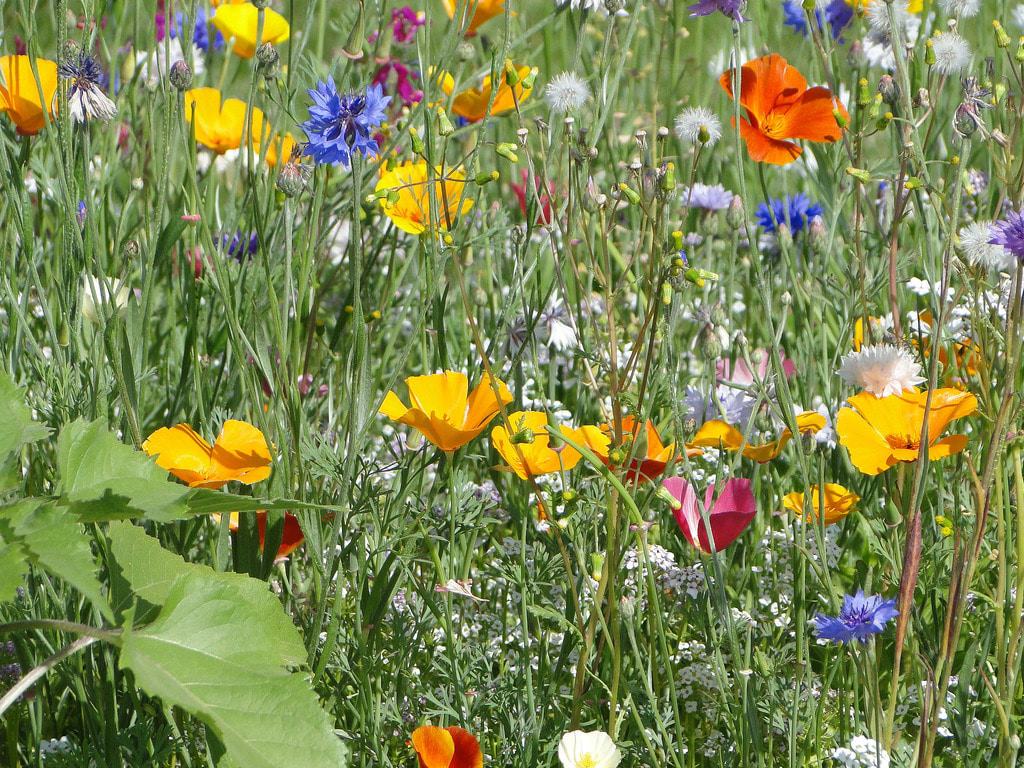 15 Best Things to Do in Fairbanks (Alaska) - The Crazy Tourist