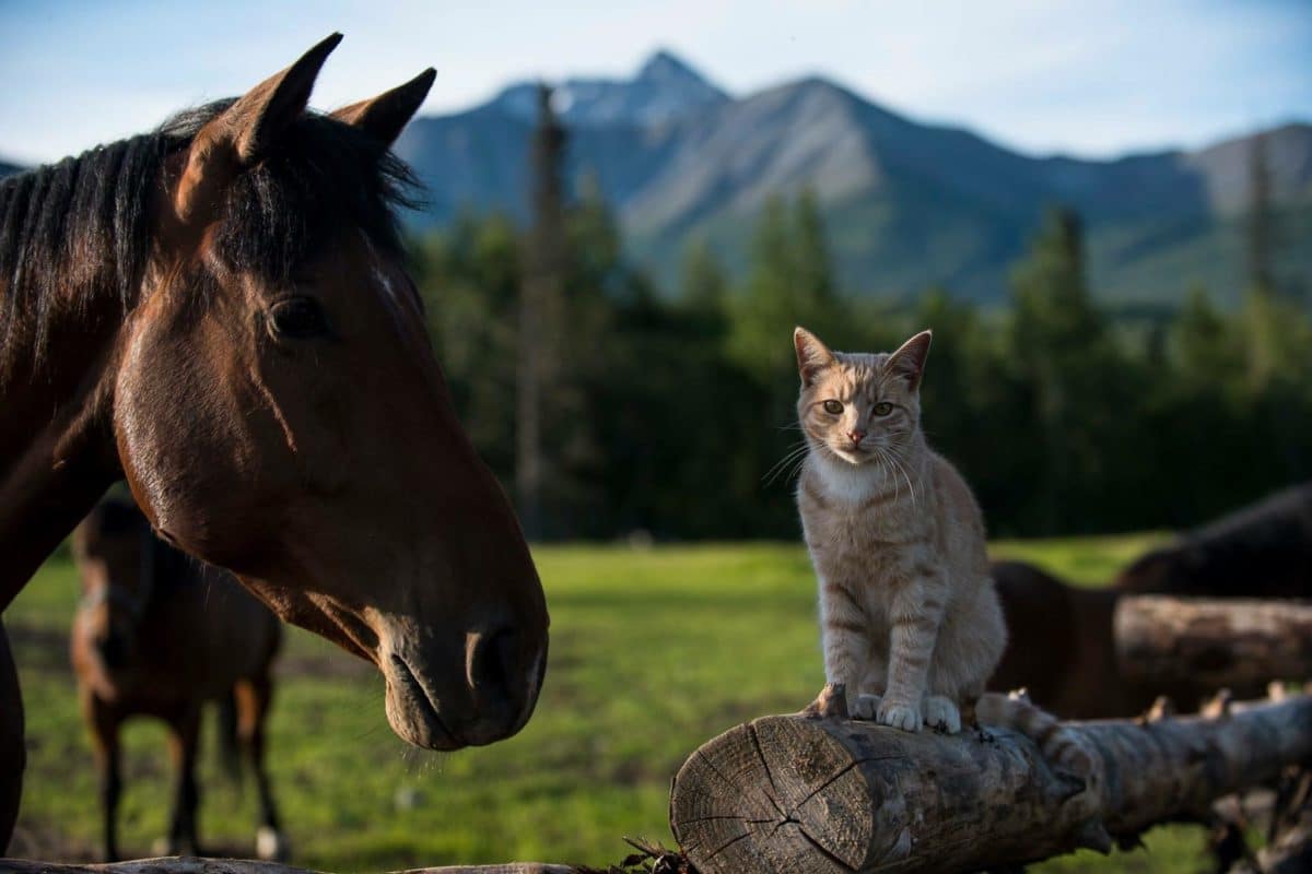 15 Best Things to Do in Palmer (Alaska) - The Crazy Tourist