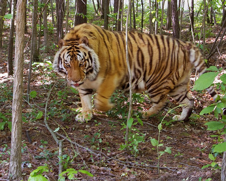 15 Best Things to Do in Gadsden (AL) - The Crazy Tourist