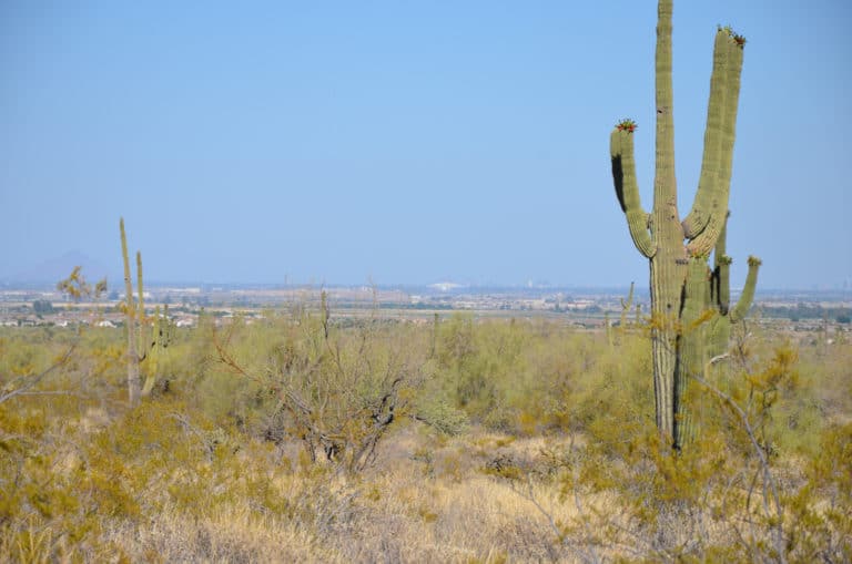 15 Best Things to Do in Avondale (AZ) - The Crazy Tourist