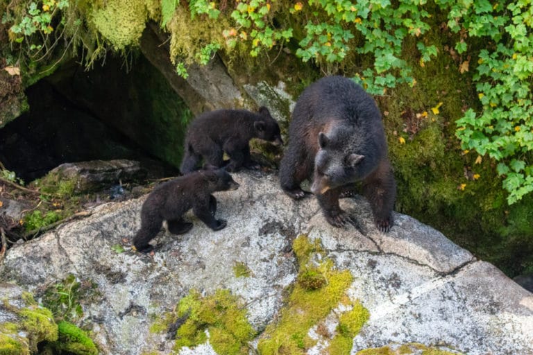 15 Best Things to Do in Wrangell (Alaska) - The Crazy Tourist