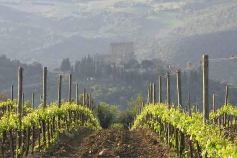 15 Best Tuscany Wine Tours - The Crazy Tourist