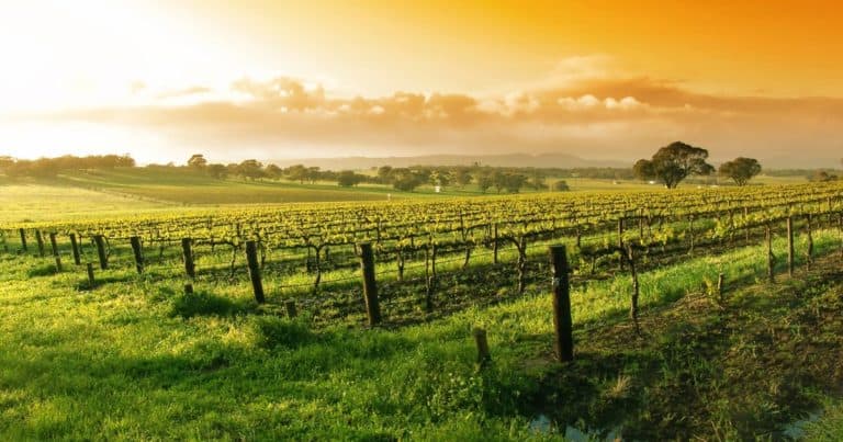 15 Best Tuscany Wine Tours - The Crazy Tourist