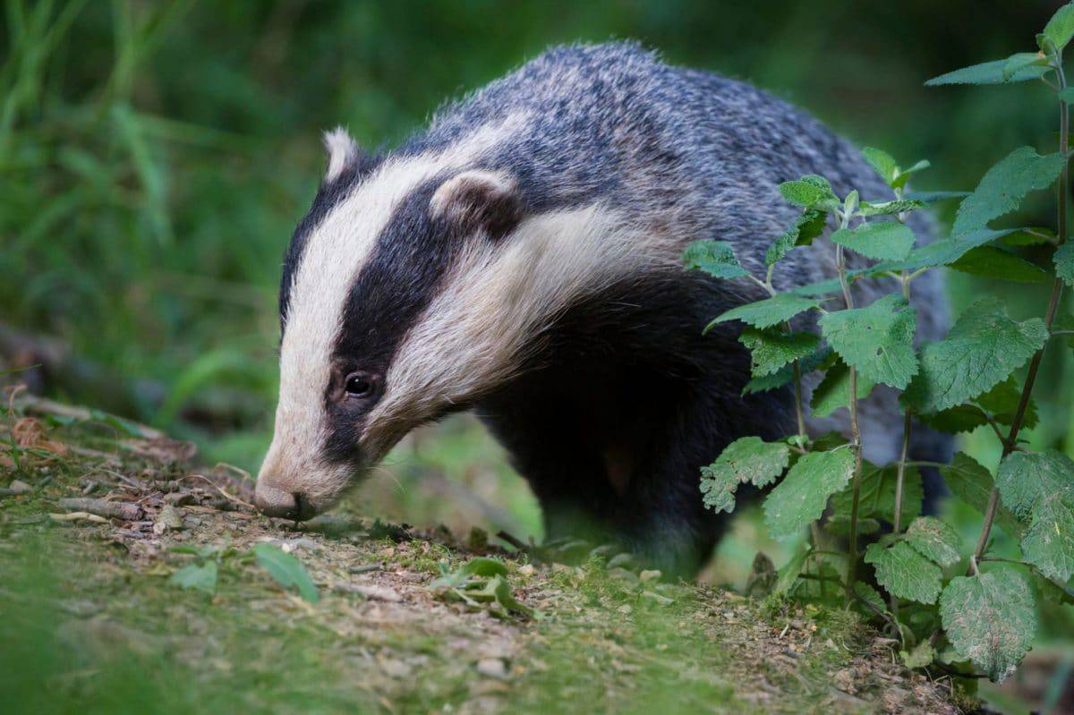 15 Best Things to Do in Tiverton (Devon, England) - The Crazy Tourist