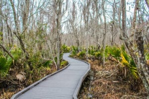 15 Best Louisiana Swamp Tours - The Crazy Tourist