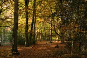 15 Best Things to Do in Beaconsfield (Buckinghamshire, England) - The ...