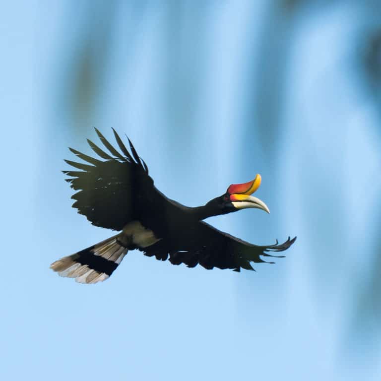 25 Best Ecotourism Experiences in Malaysia - The Crazy Tourist