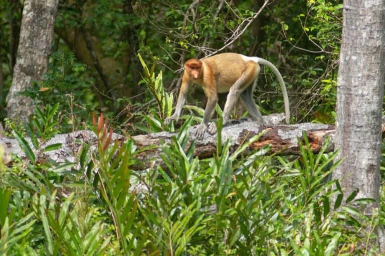 25 best things to do in Sabah (Malaysia) - The Crazy Tourist