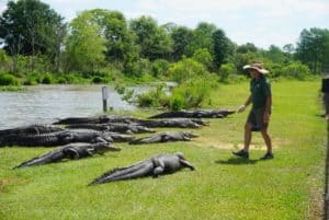 15 Best Things to Do in Foley (AL) - The Crazy Tourist