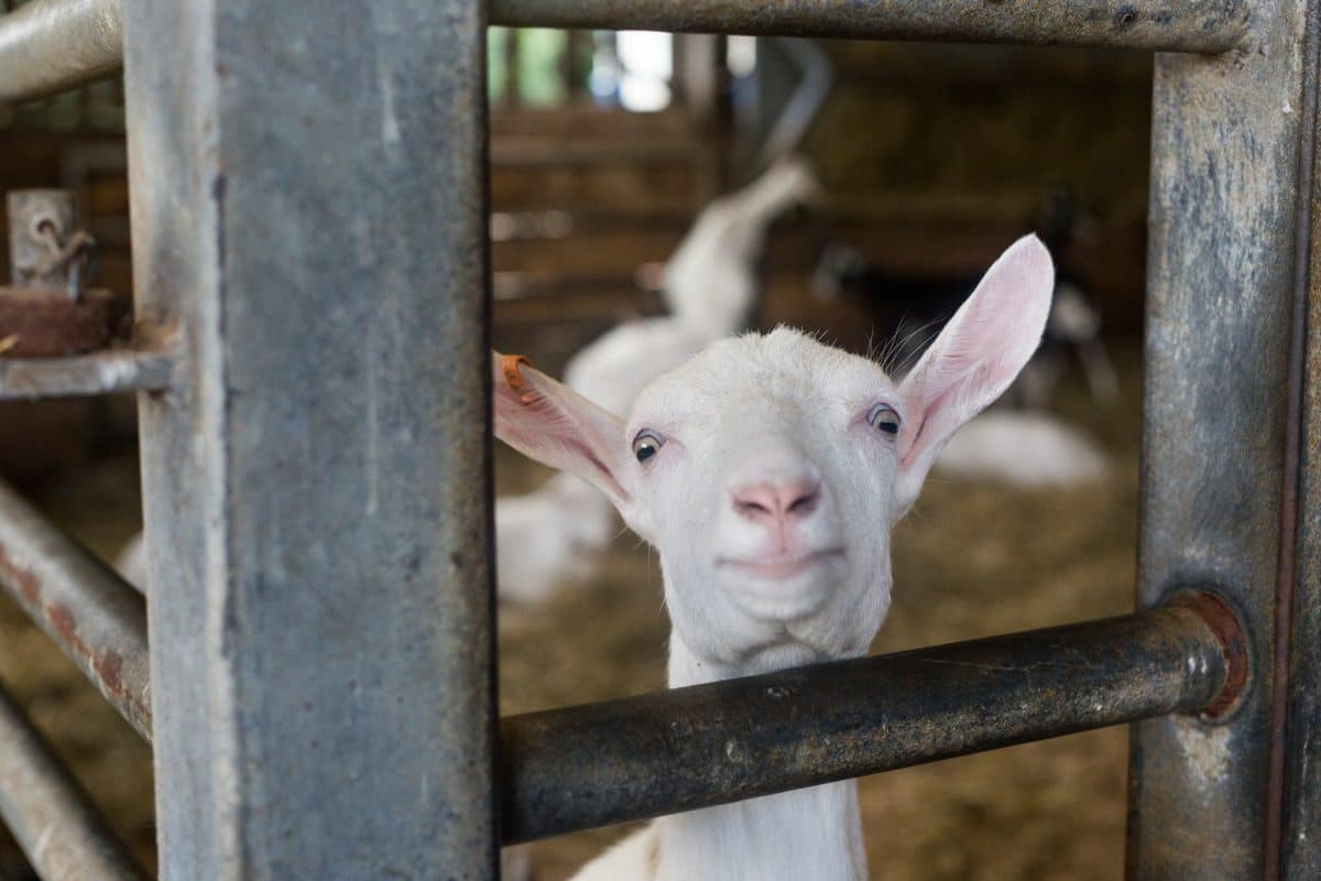 15 Best Things to Do in Lyndhurst (Hampshire, England) - The Crazy Tourist