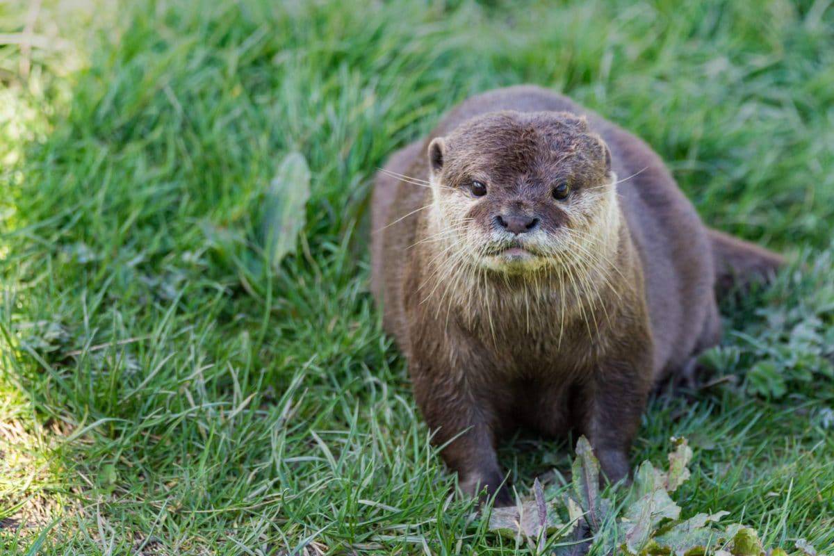 15 Best Things to Do in Washington (Tyne and Wear, England) - The Crazy ...