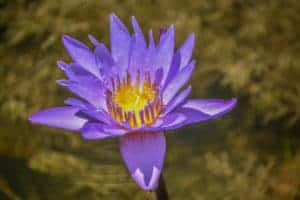 15 Best Things to Do in Vero Beach (FL) - The Crazy Tourist