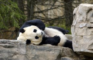 55 Best Things to Do in Washington DC - The Crazy Tourist