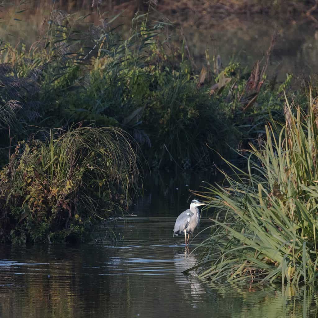 15 Best Things to Do in Lokeren (Belgium) - The Crazy Tourist