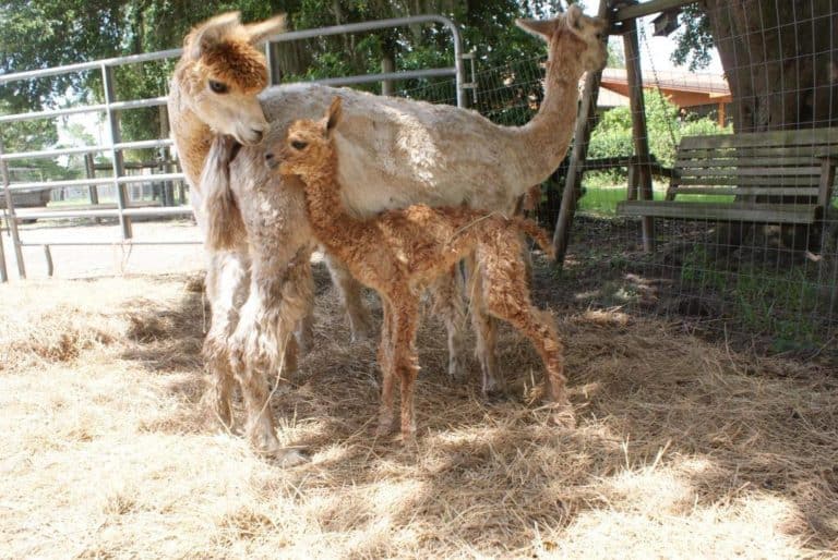 14 Best Thing to Do in Dade City (FL) - The Crazy Tourist