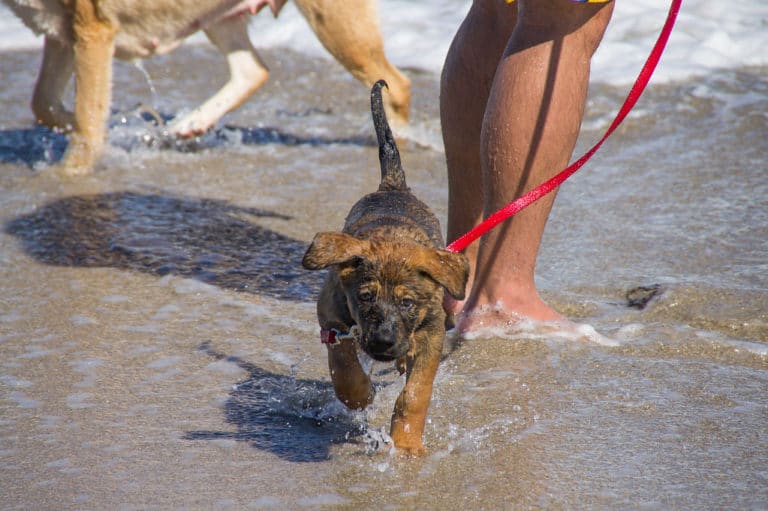 15 Best Things to Do in Satellite Beach (FL) - The Crazy Tourist