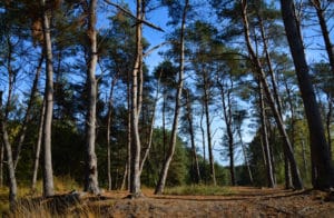 15 Best Things to Do in Lommel (Belgium) - The Crazy Tourist