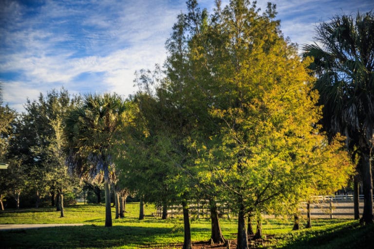 14 Best Things to do in Southwest Ranches (FL) - The Crazy Tourist