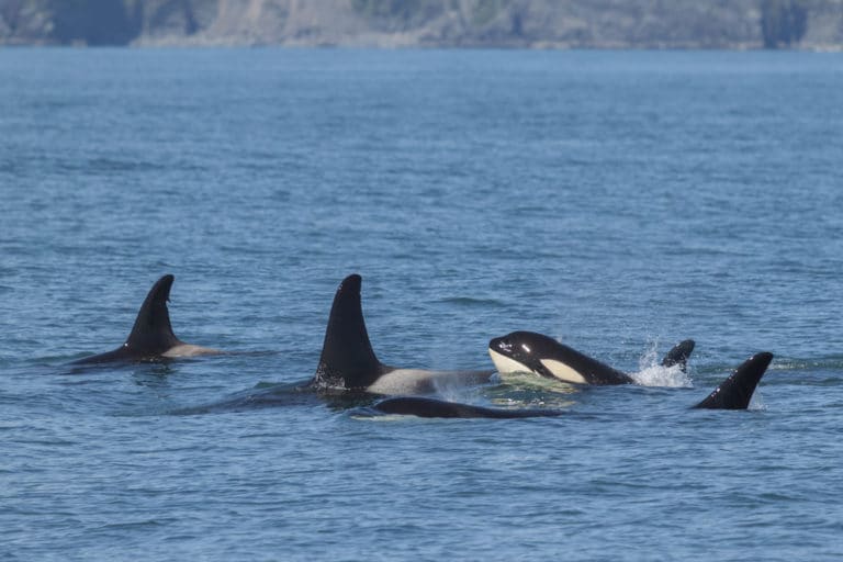 14 Best Kenai Fjord Tours - The Crazy Tourist