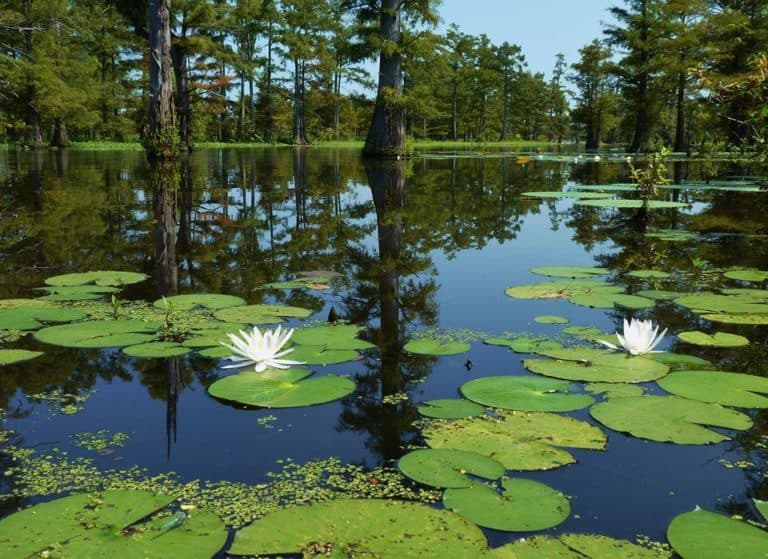 14 Best Things to Do in Warren (Arkansas) - The Crazy Tourist