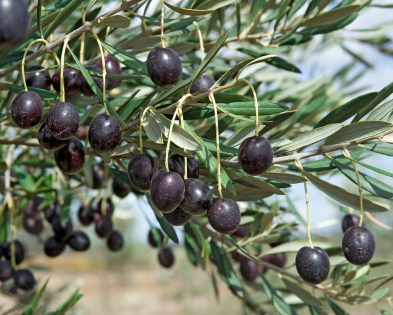 15 Best Things to Do in Muswellbrook (Australia) - The Crazy Tourist