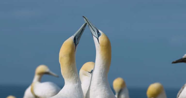 15 Best Things to Do in Portland (Australia) - The Crazy Tourist