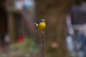 15 Best Things to Do in Muswellbrook (Australia) - The Crazy Tourist