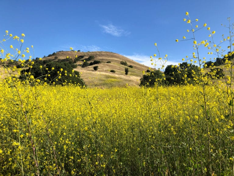 15 Best Things to Do in Walnut Creek (CA) - The Crazy Tourist